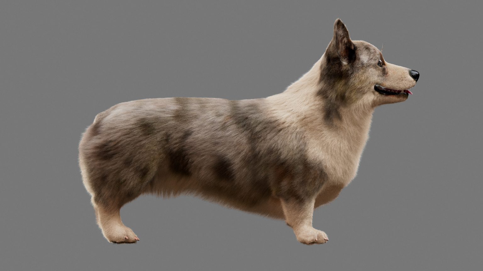 Welsh Corgi 3D Models - Merle | Animal 3d Models