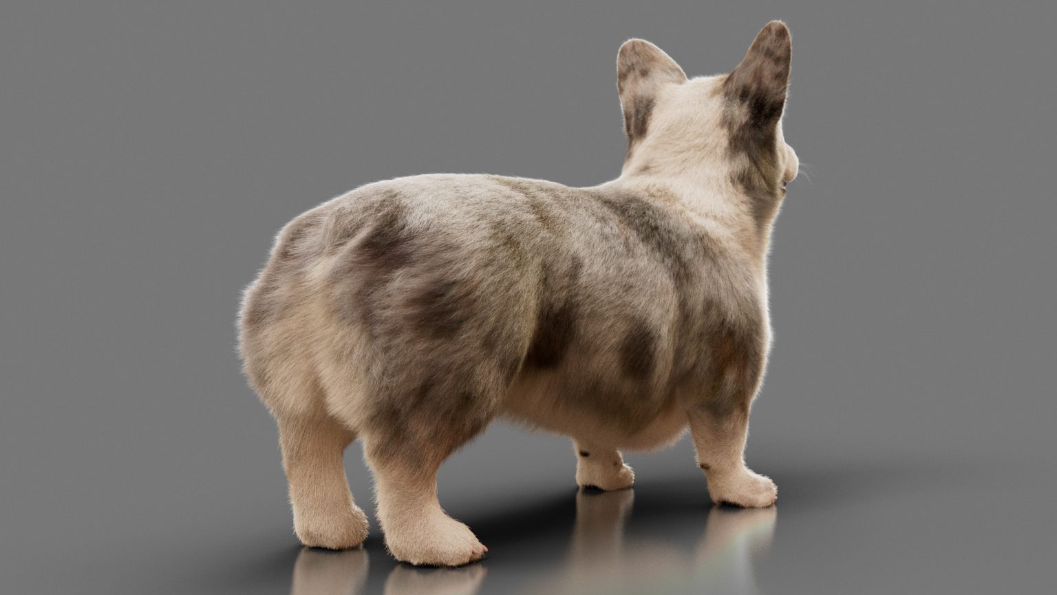 Welsh Corgi 3D Models - Merle | Animal 3d Models